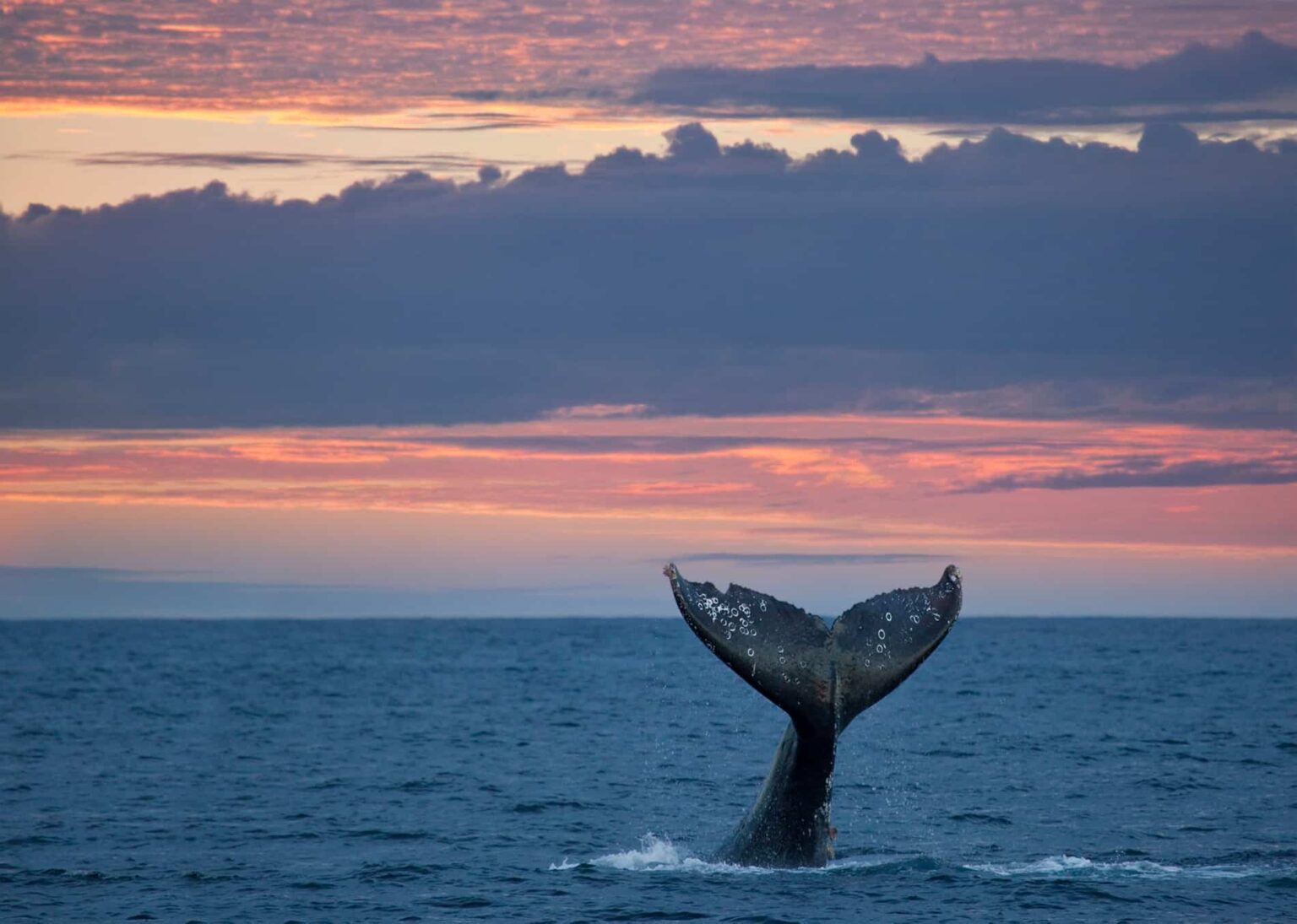 Oceanside Adventures Whale Watching Experience - Visit Oceanside