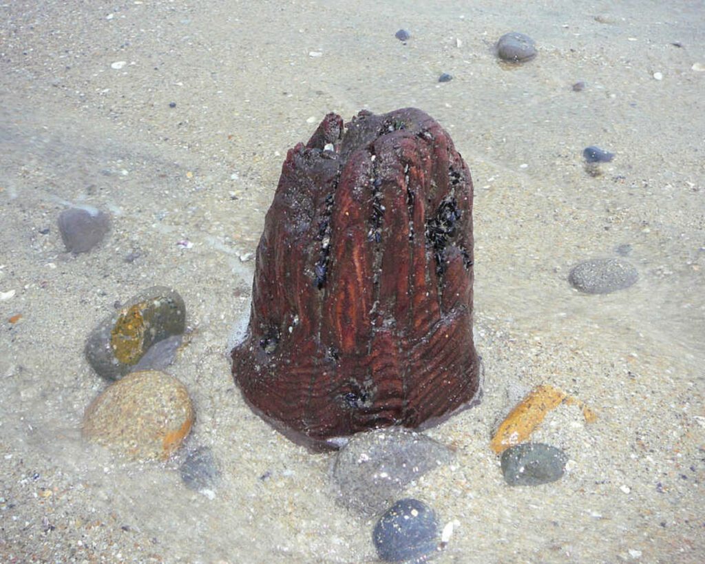 History of Oceanside Pier | Visit Oceanside