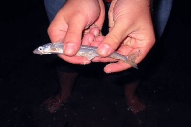 Unique and Unexpected Things to Do in Oceanside - Visit Oceanside