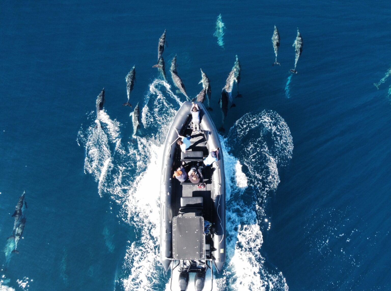 Whale Watching in Oceanside, CA - Boat Tours & Marine Life